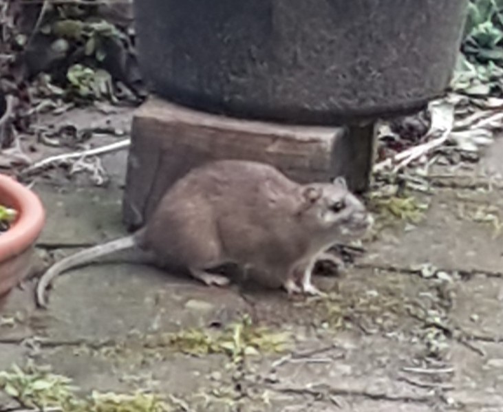 Ratten op het Oostrandpark – Oostrandpark